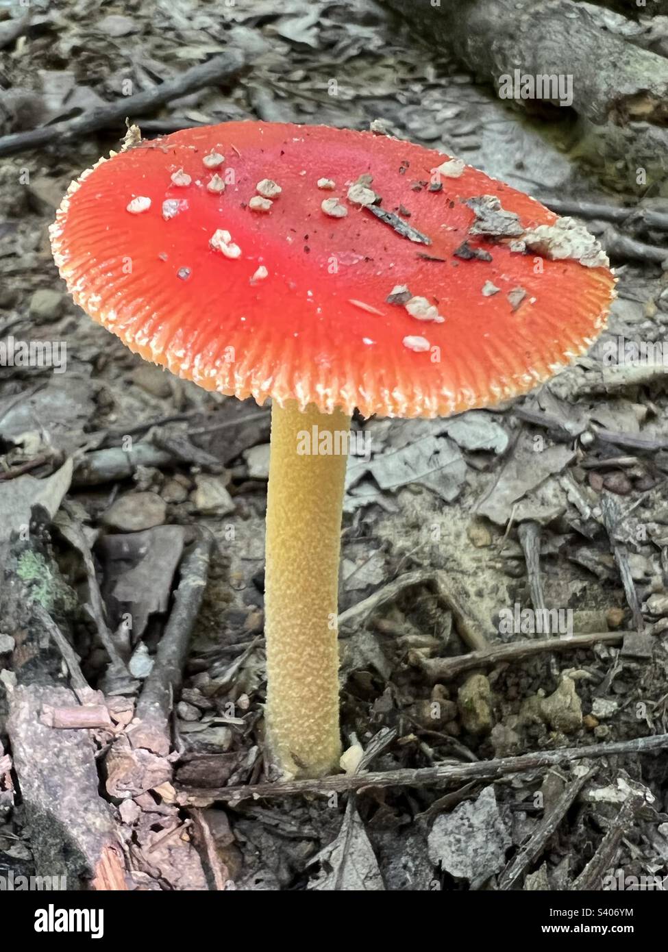 Red mushroom hi-res stock photography and images - Alamy