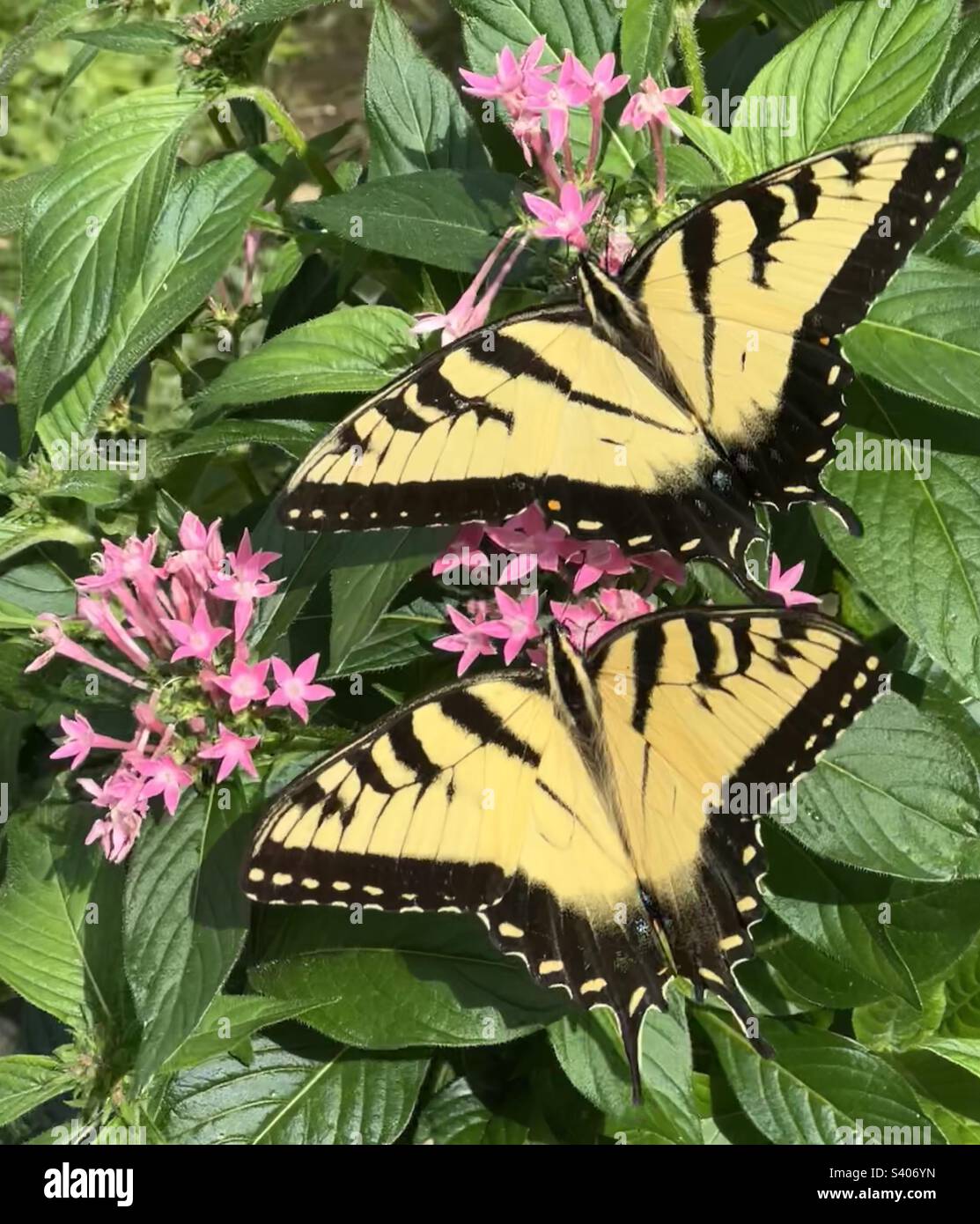 Tiger swallowtails hi-res stock photography and images - Alamy