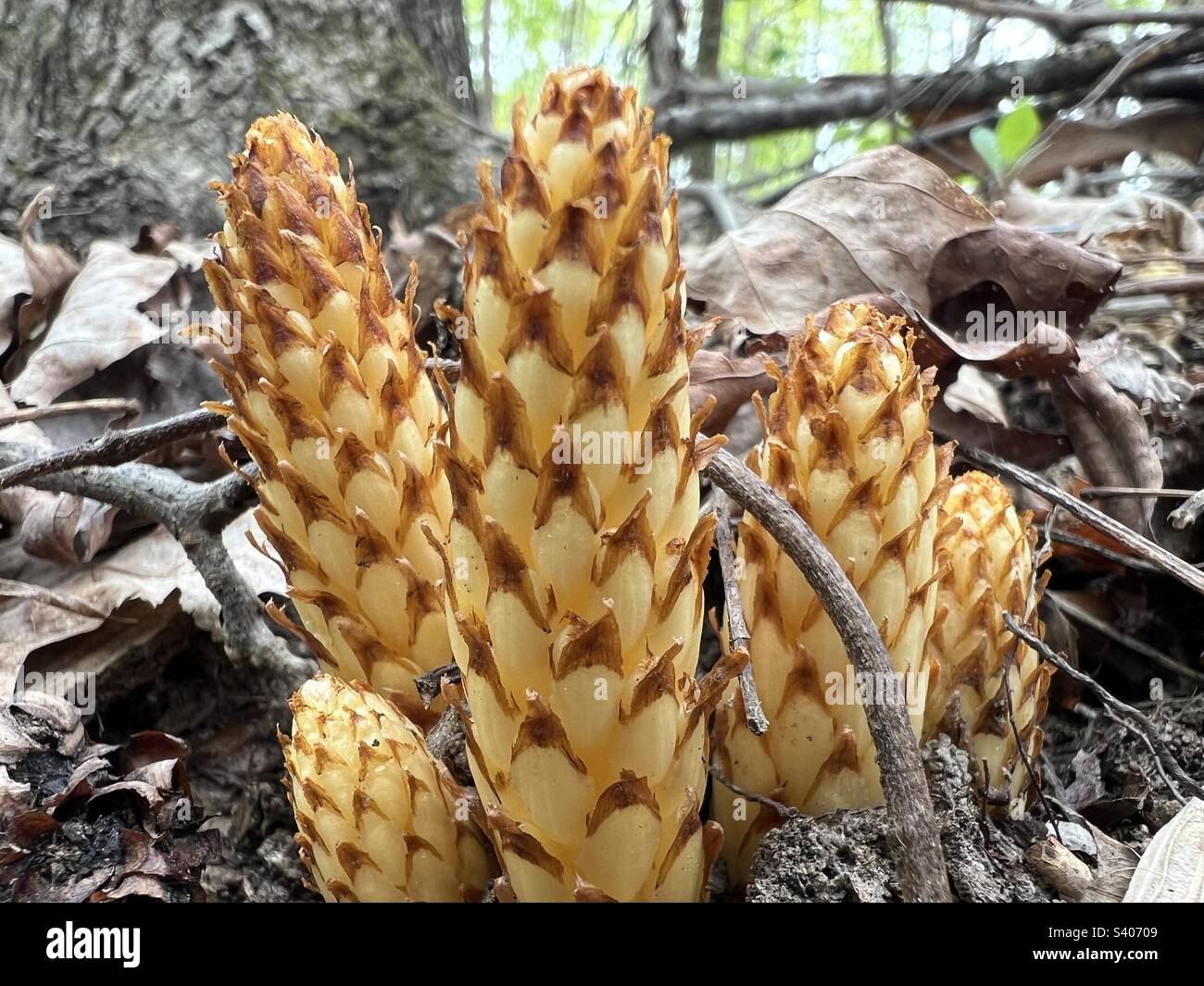 Squaw root hi-res stock photography and images - Alamy