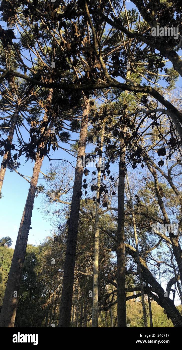 Green sky nature hi-res stock photography and images - Alamy