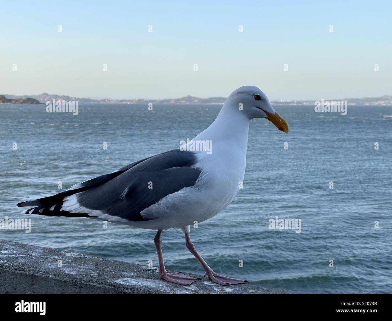 Fred bird hi-res stock photography and images - Alamy
