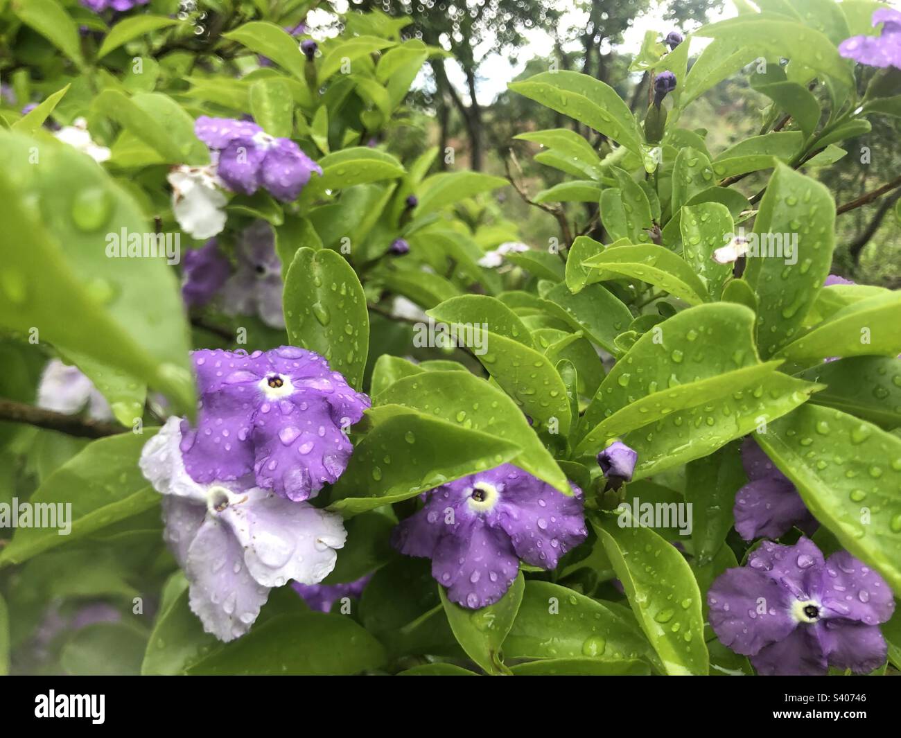Purple flowers in the rain Stock Photo - Alamy