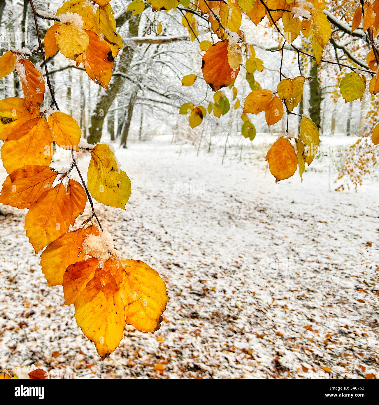 Late colourful autumn leaves against a snowy background Stock Photo - Alamy