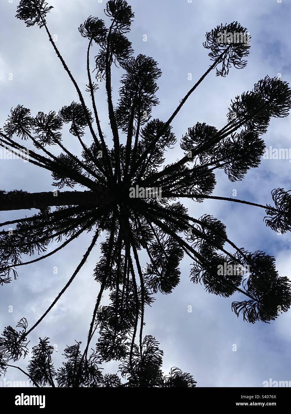 Parana pine hi-res stock photography and images - Alamy