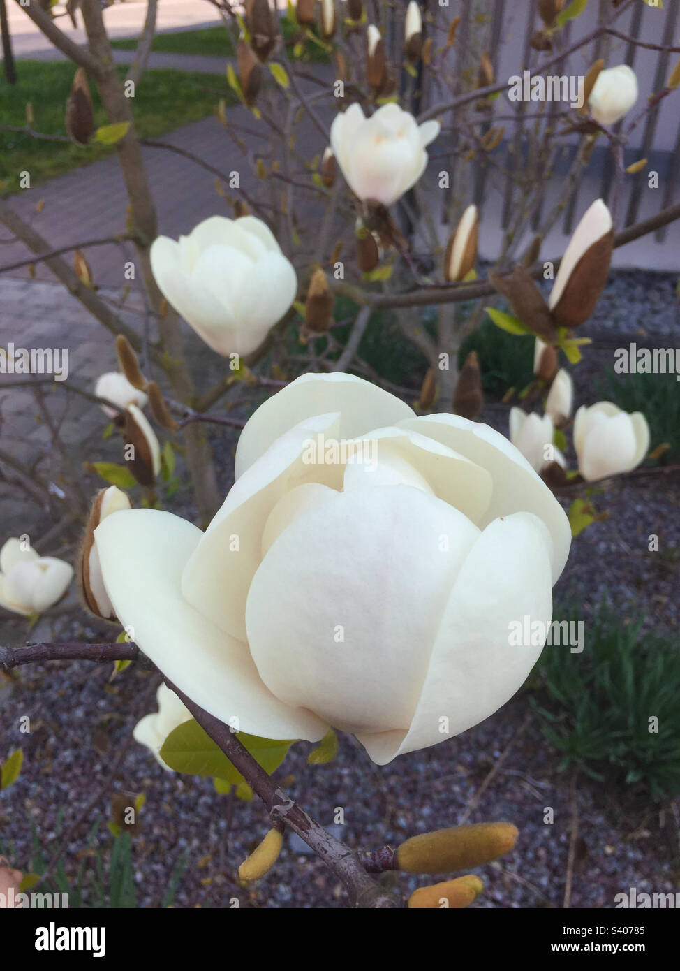 White magnolia flower bloom in the garden Stock Photo - Alamy