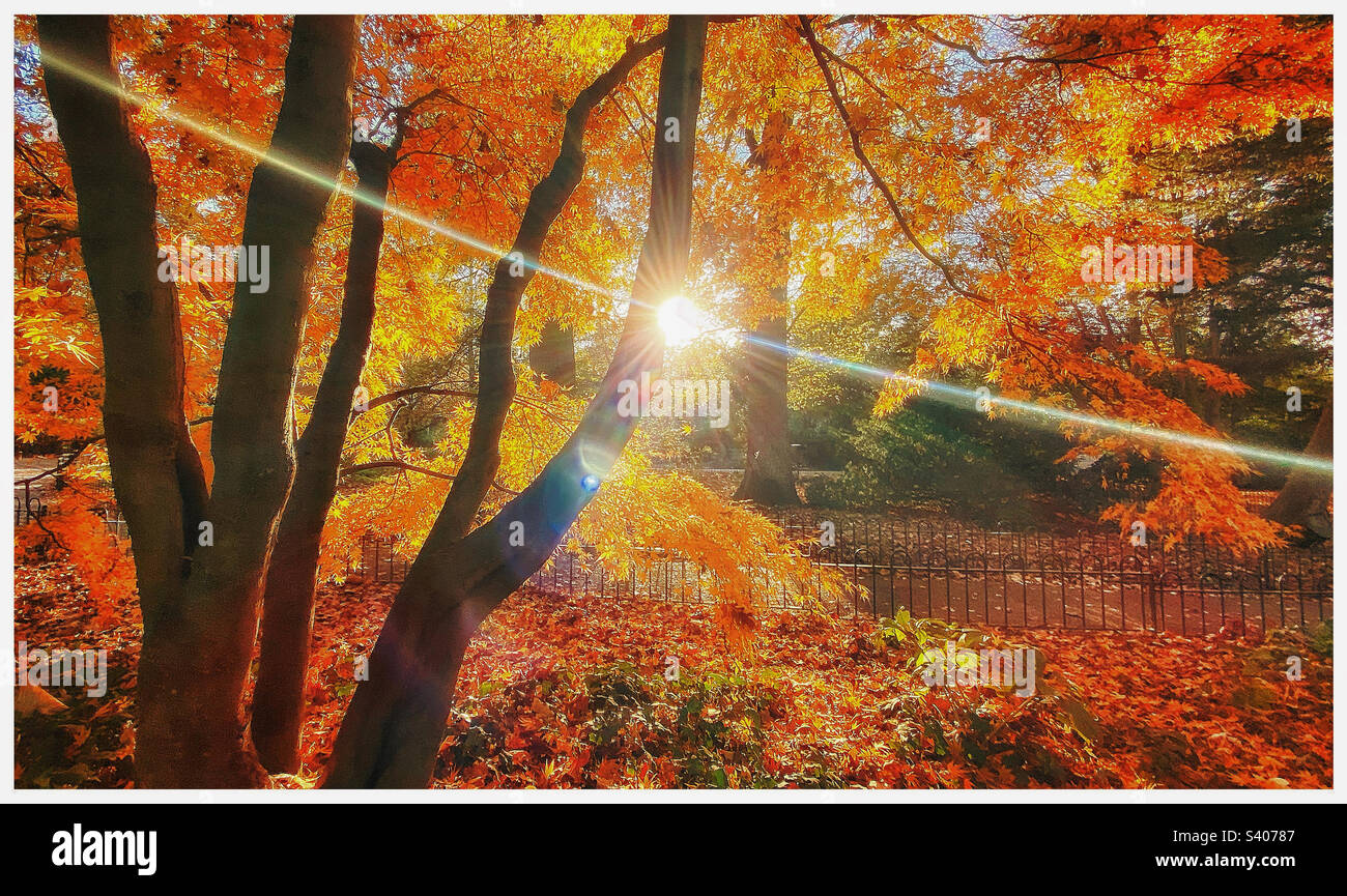 Acer tree in autumn hi-res stock photography and images - Alamy