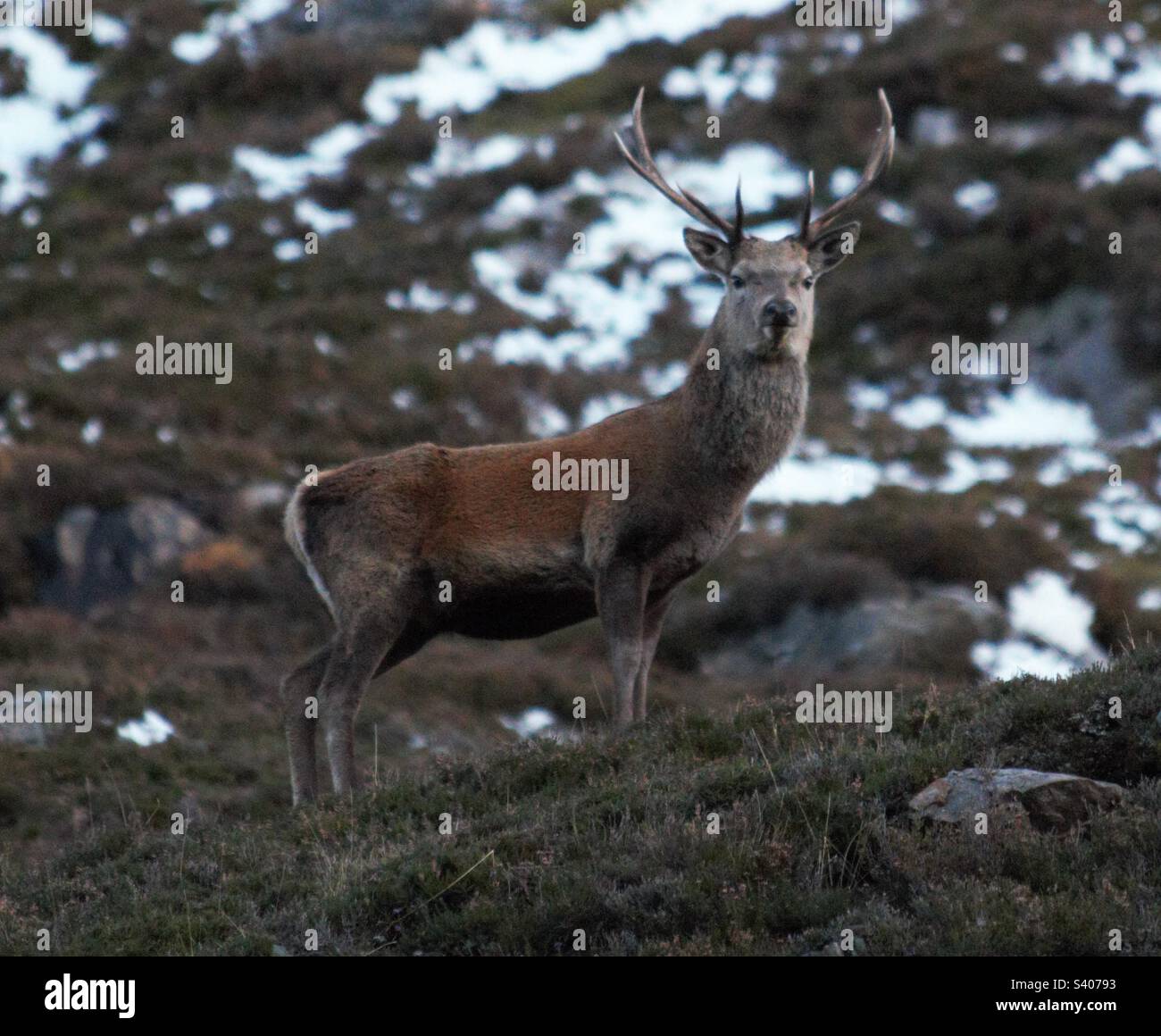 Stag highlands hi-res stock photography and images - Alamy