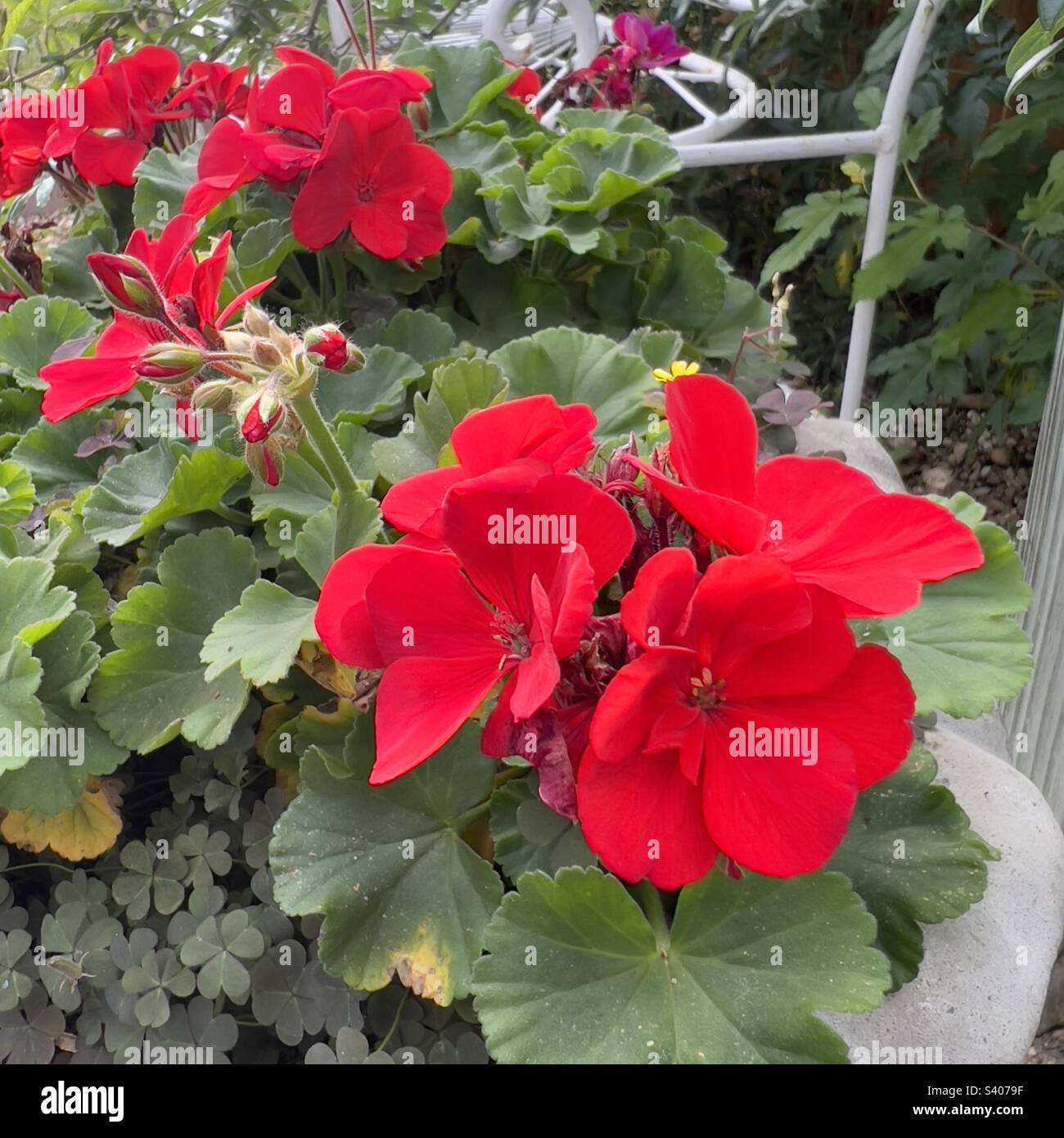 Vibrant geranium flowers hi-res stock photography and images - Alamy