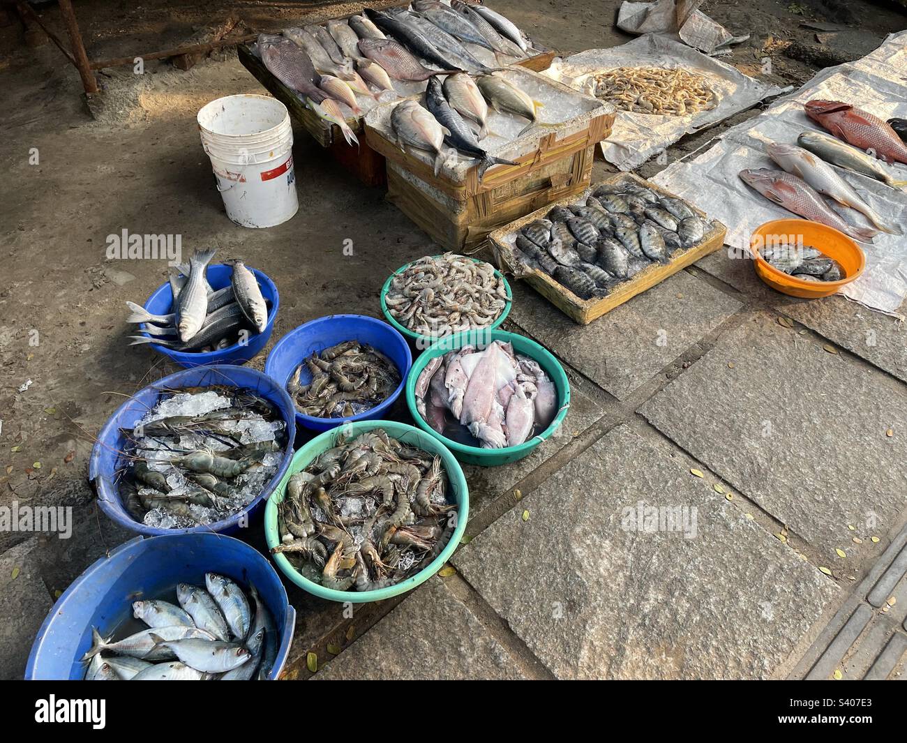 Indian Fish Market Price