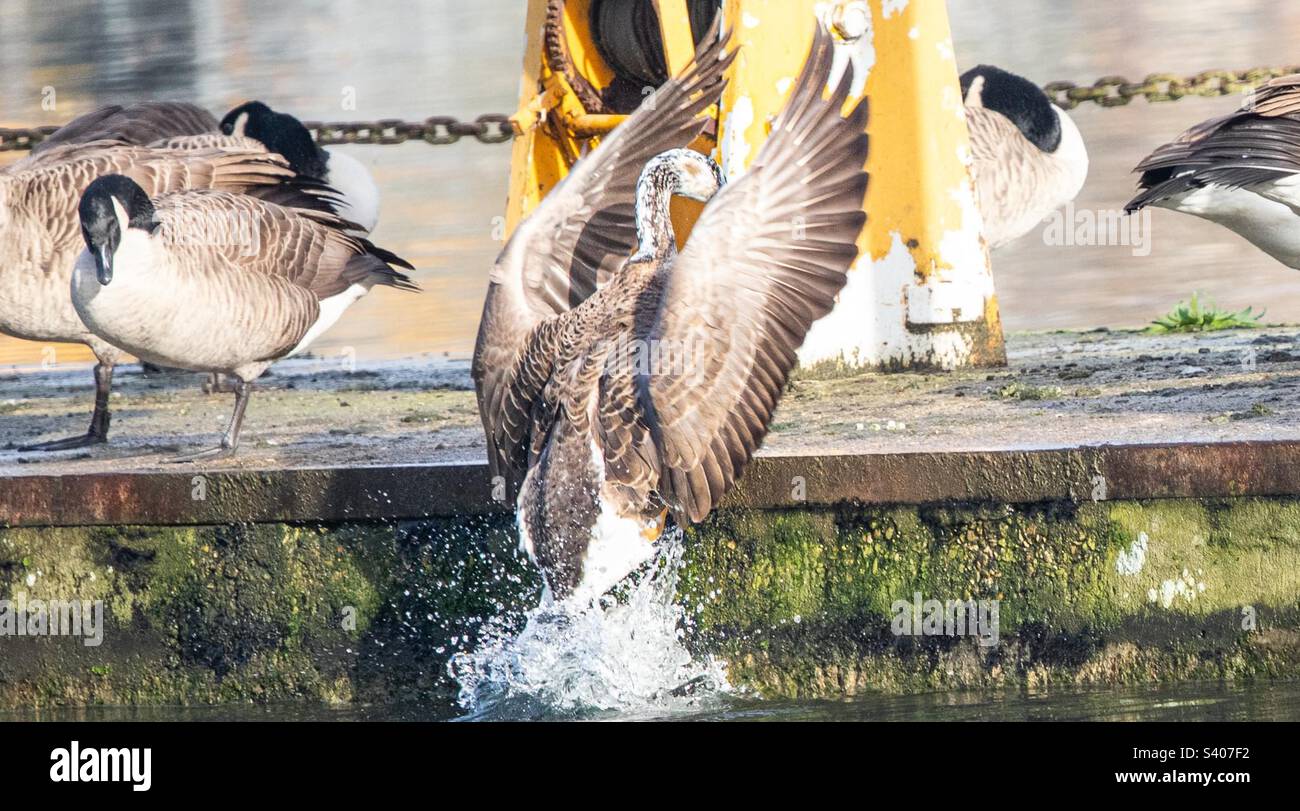 Senne river hi-res stock photography and images - Alamy