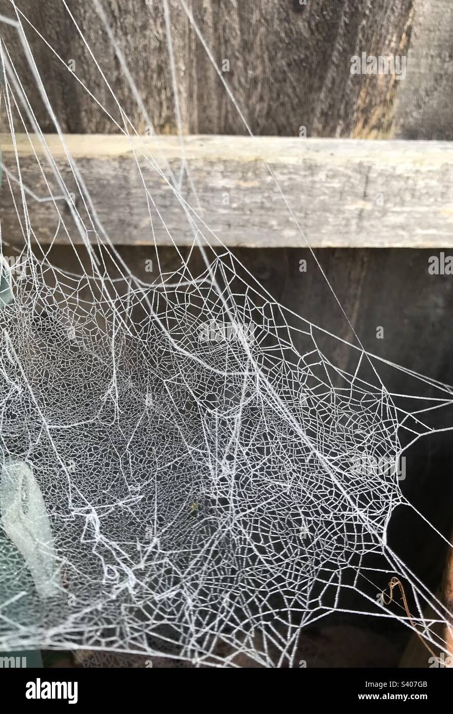 Frosted spiders web hi-res stock photography and images - Alamy