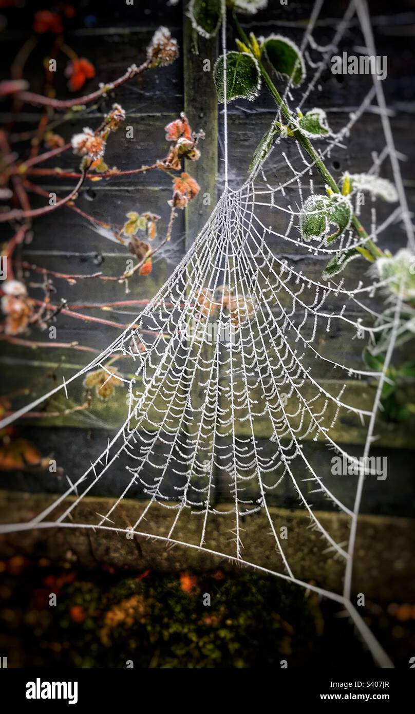 Spiders web frost garden hi-res stock photography and images - Alamy