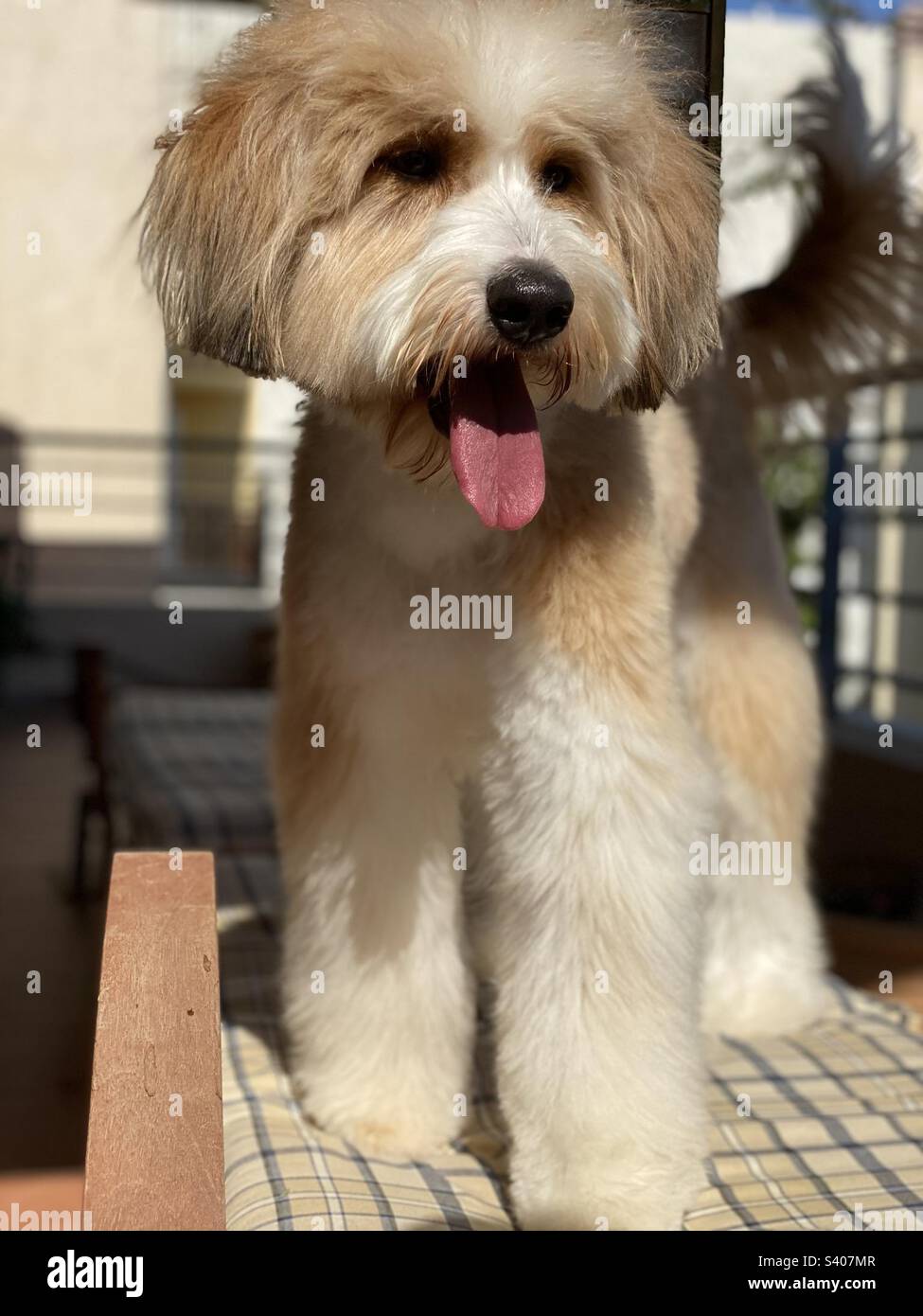 Labrador poodle hi-res stock photography and images - Alamy