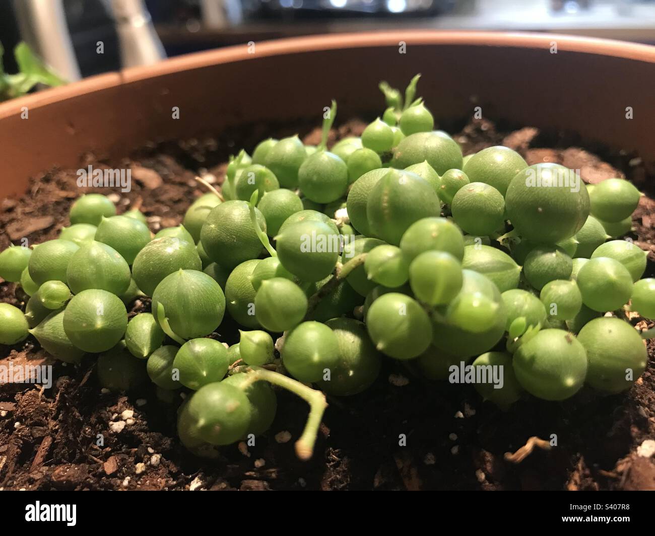 String for plants hi-res stock photography and images - Alamy