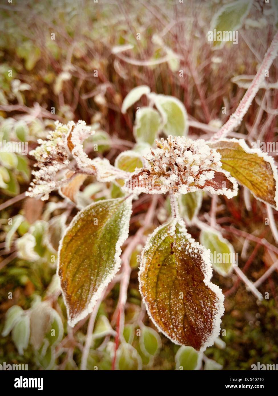 Frozen leaves of plant hi-res stock photography and images - Alamy