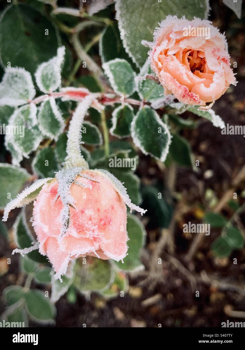 Frozen roses hi-res stock photography and images - Alamy