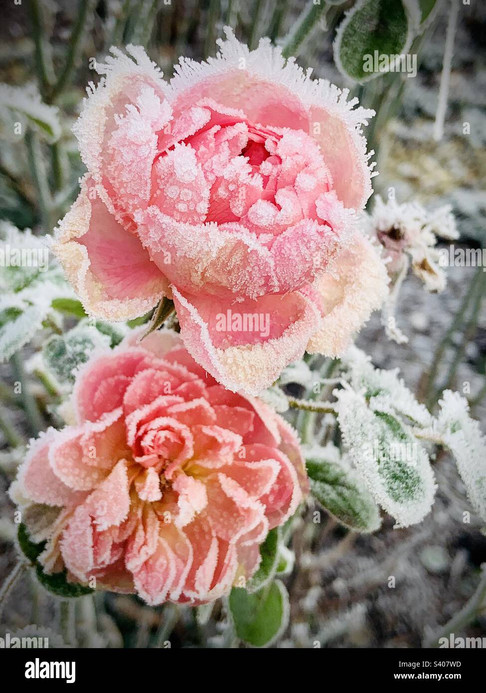 Covered with icy hi-res stock photography and images - Alamy