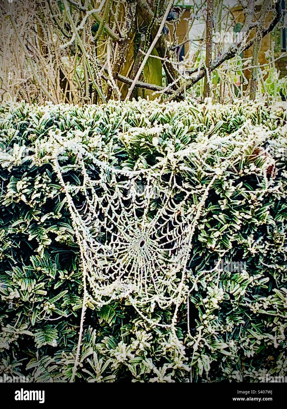 A frozen cobweb hanging from a frosty hedge Stock Photo - Alamy