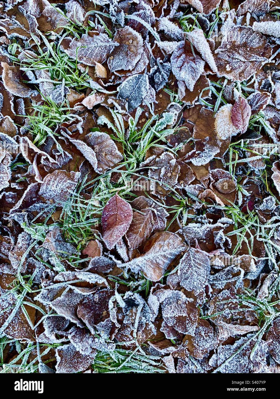 Frosty leave hi-res stock photography and images - Alamy