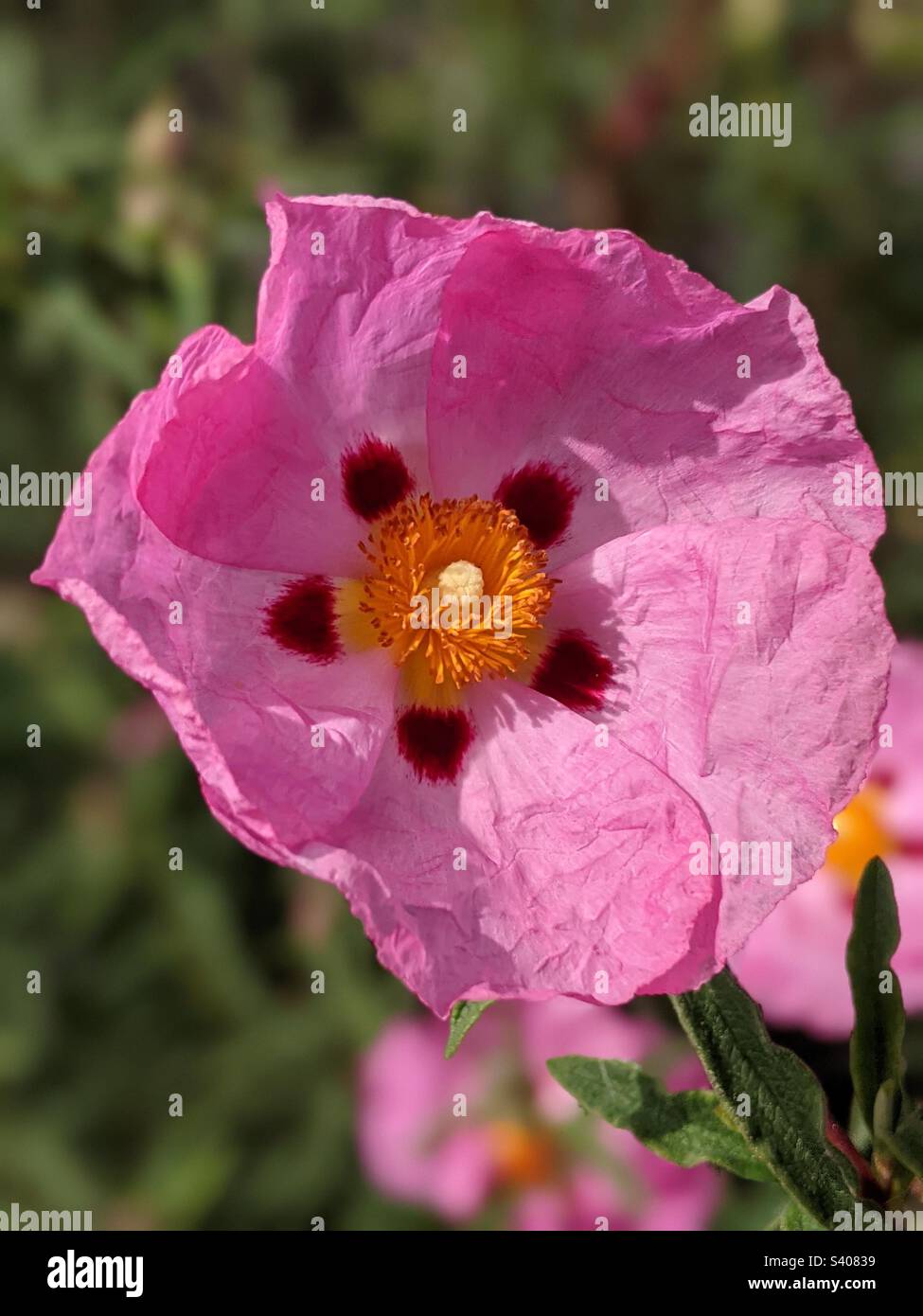 Earth poppy hi-res stock photography and images - Alamy