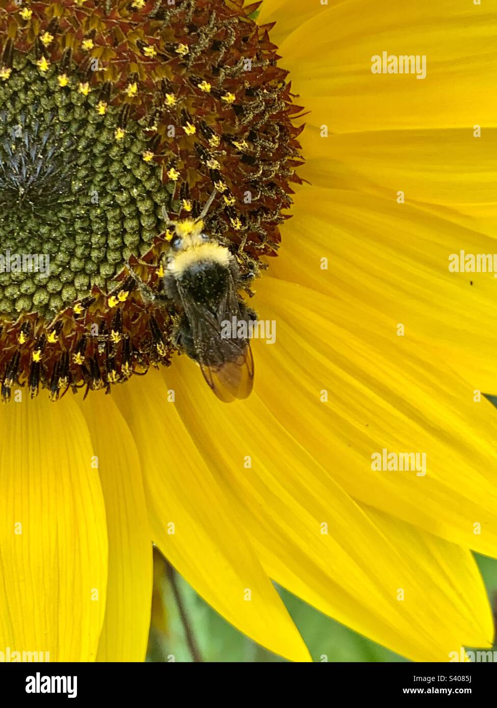 Sunflower bee hi-res stock photography and images - Alamy