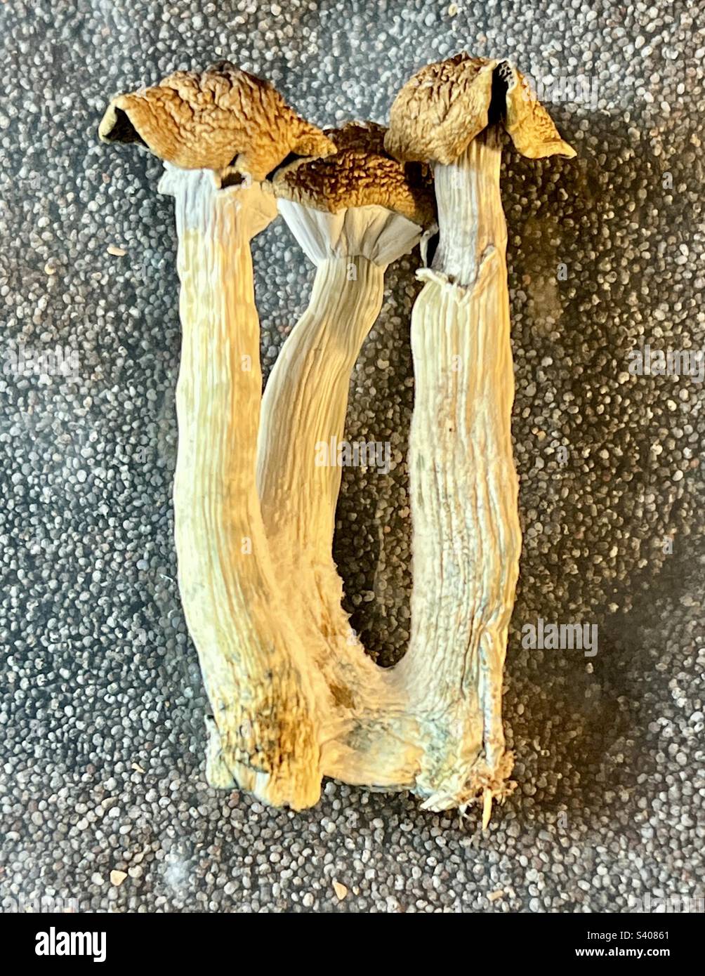 Golden teacher mushrooms hi-res stock photography and images - Alamy