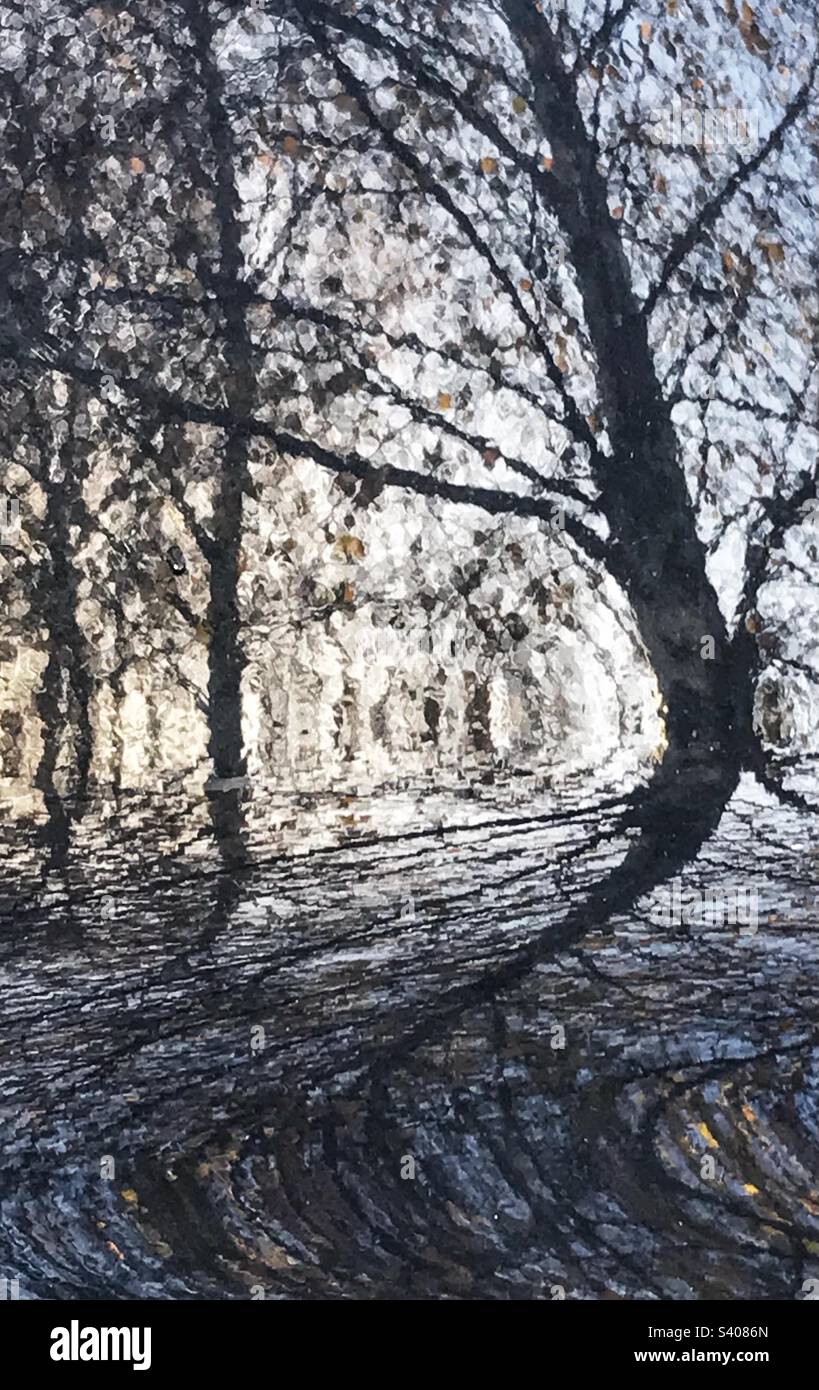 Bendy trees hi-res stock photography and images - Alamy