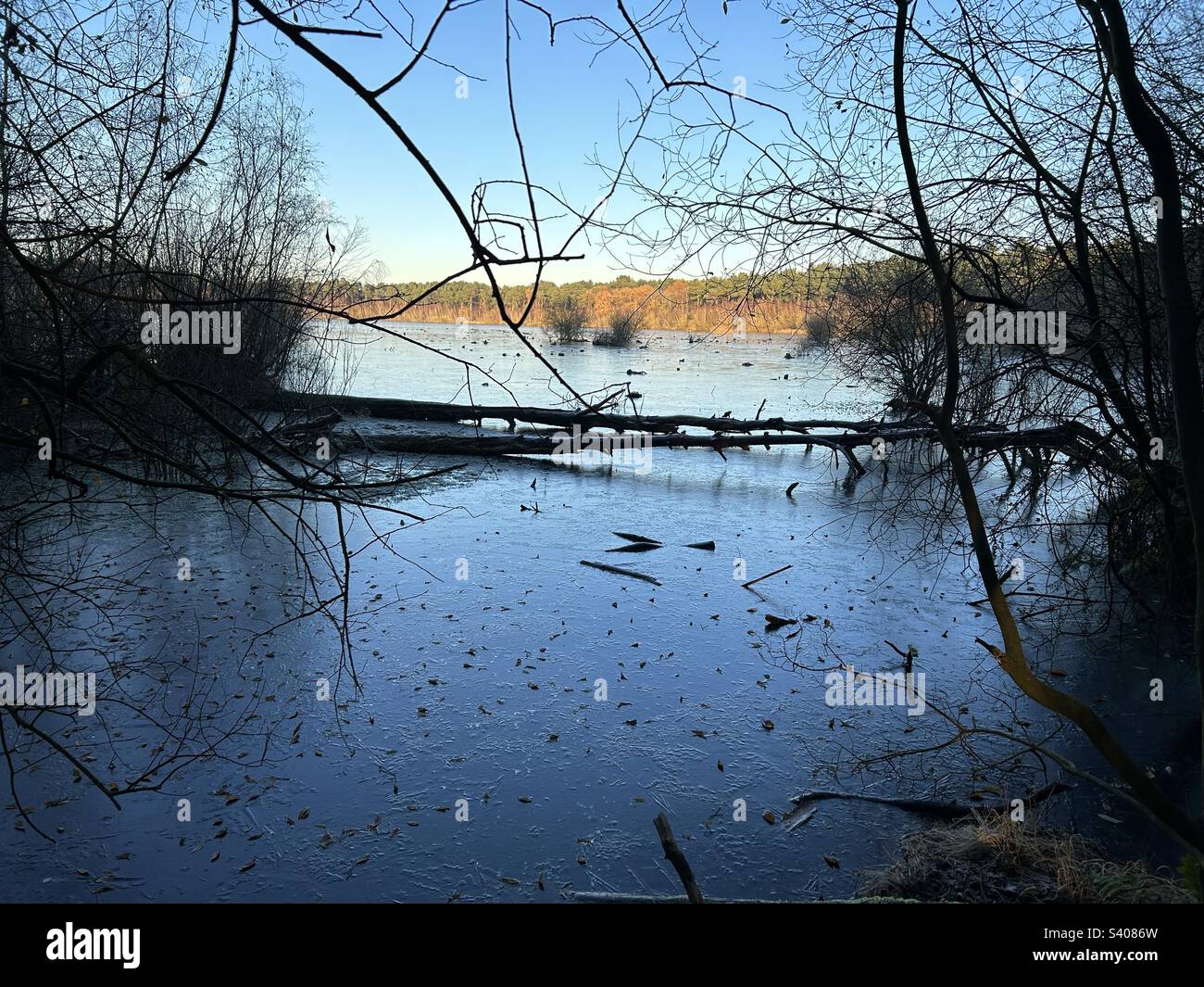 Fallen trees lake hi-res stock photography and images - Alamy
