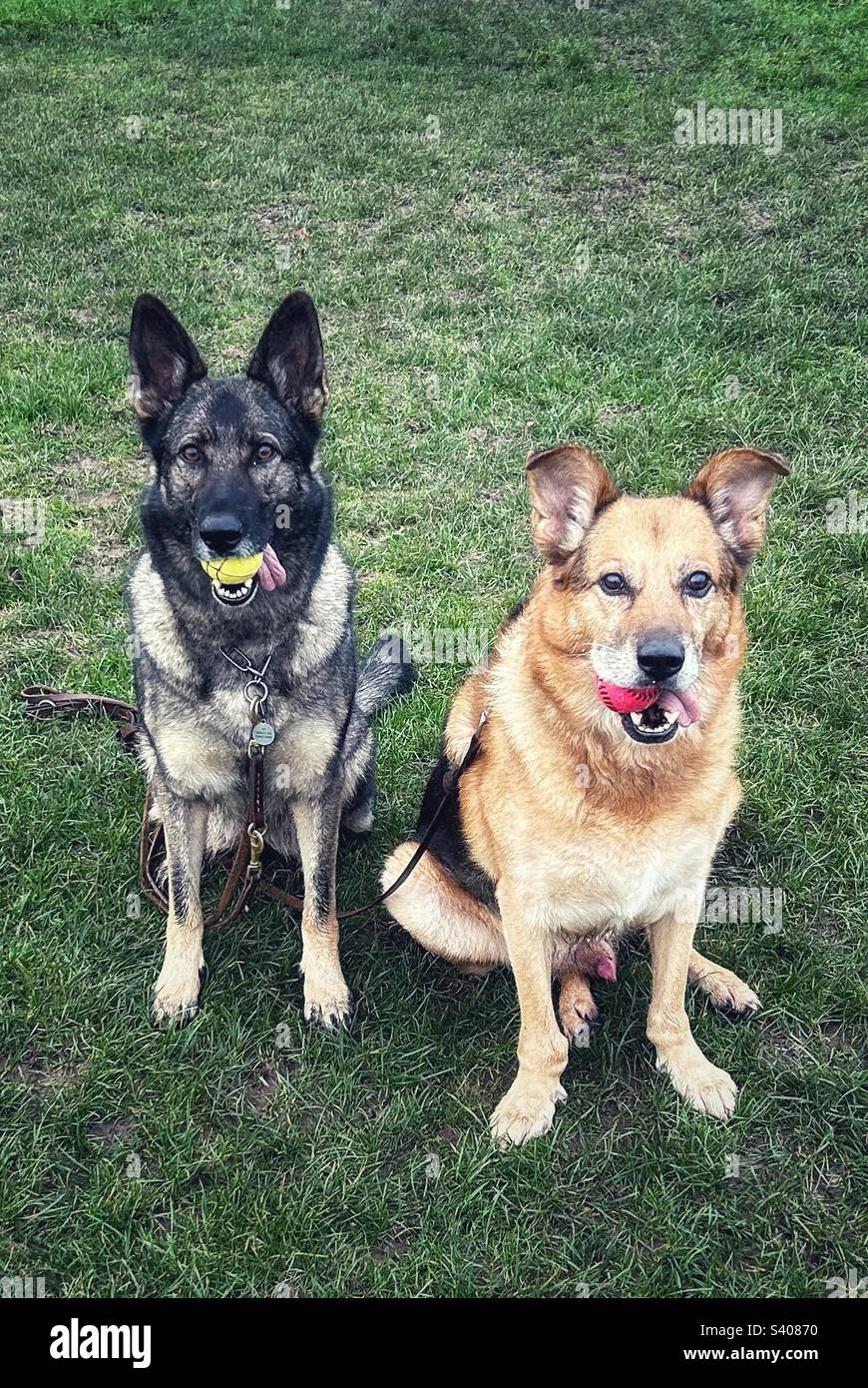 Two german shepherds hi-res stock photography and images - Alamy