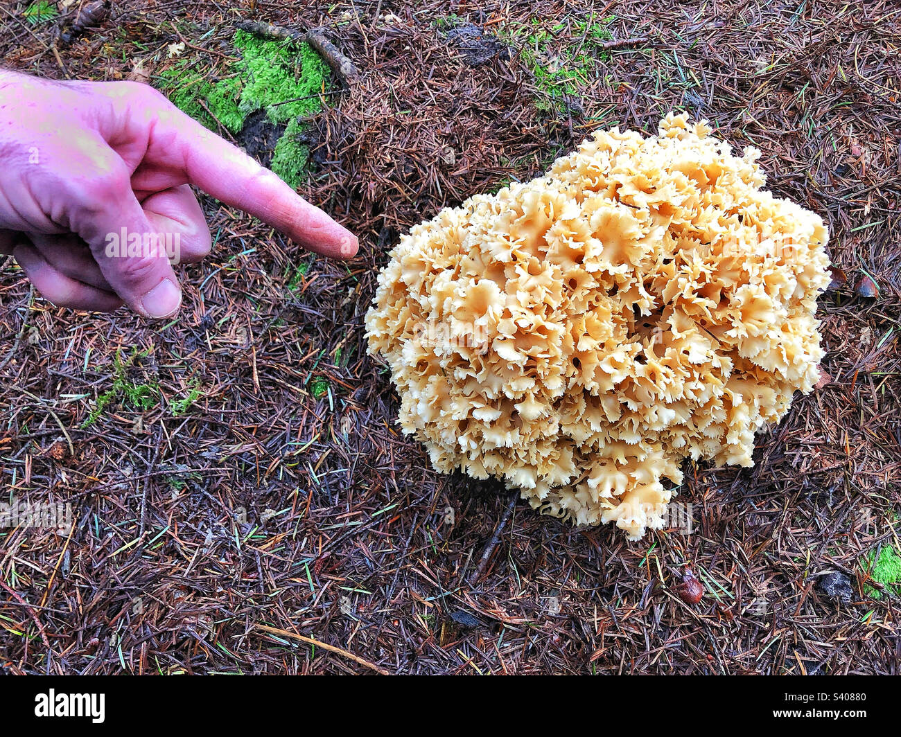 Hand pointing to a Cauliflower Fungus (Sparassis crispa) Growing in a ...