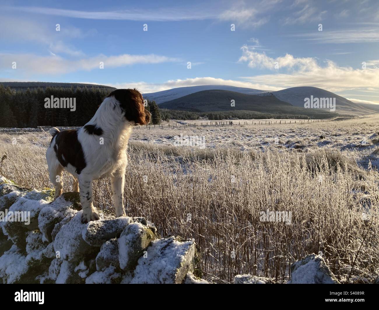 English Springer Spaniel. Stone wall Stock Photo - Alamy