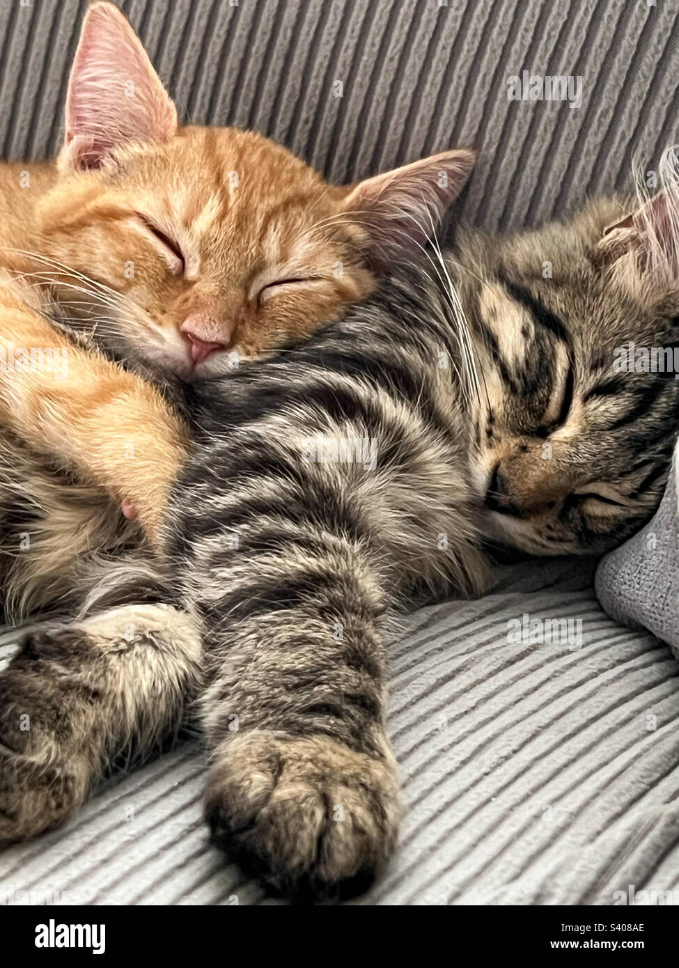 Grey and ginger kittens hi-res stock photography and images - Alamy