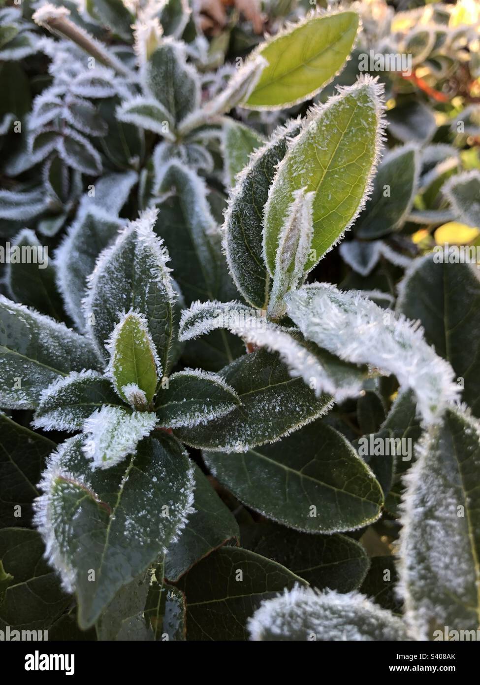 Growing ice hi-res stock photography and images - Alamy