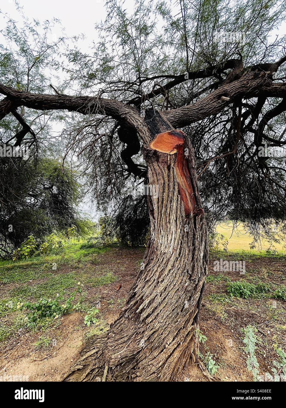 Verbena flowers hi-res stock photography and images - Alamy