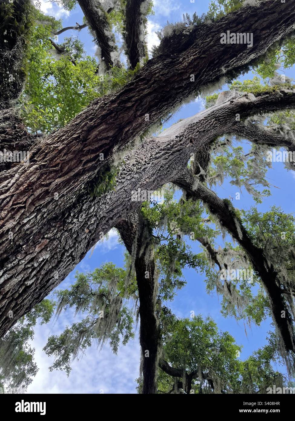 Garden tree nature hi-res stock photography and images - Alamy