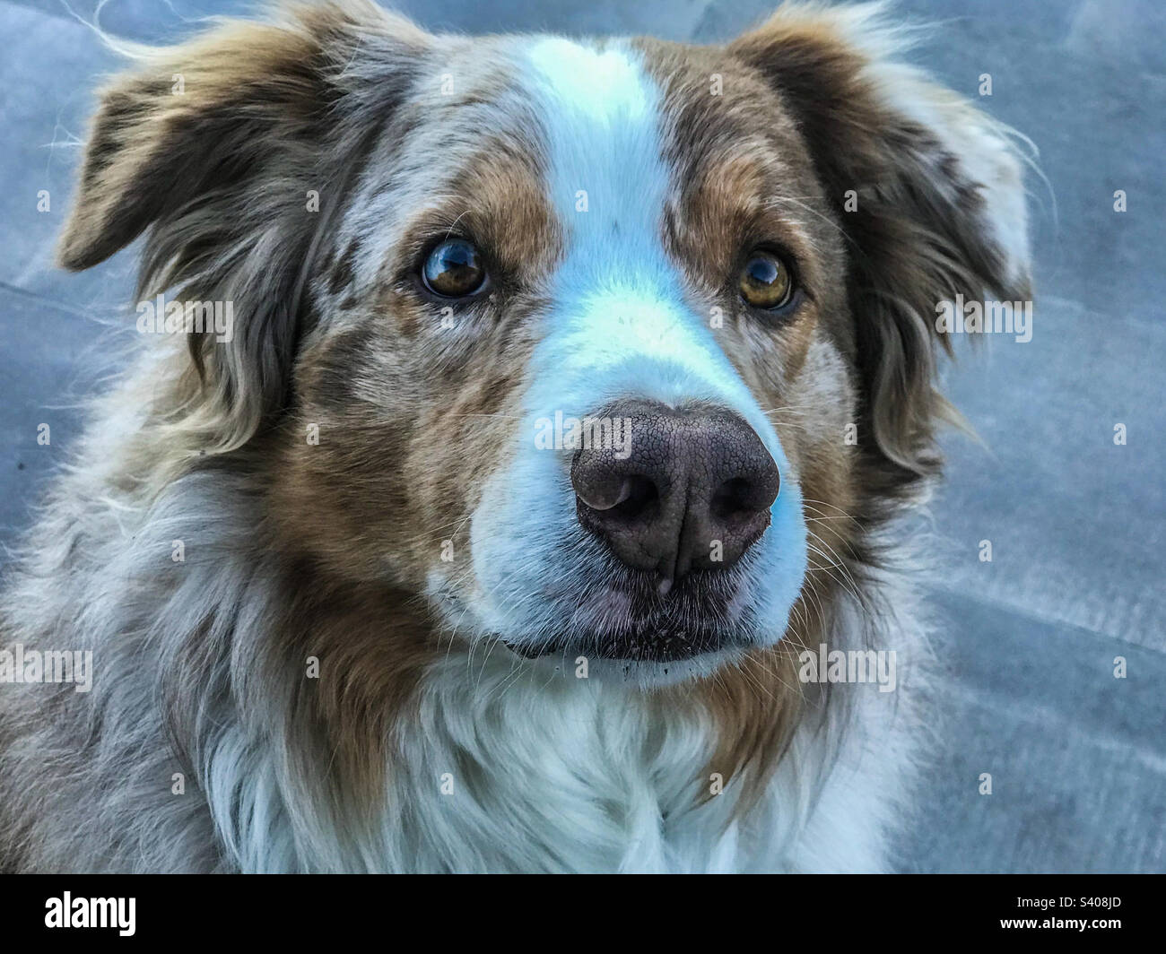 Beautiful australian shepherd hi-res stock photography and images - Alamy