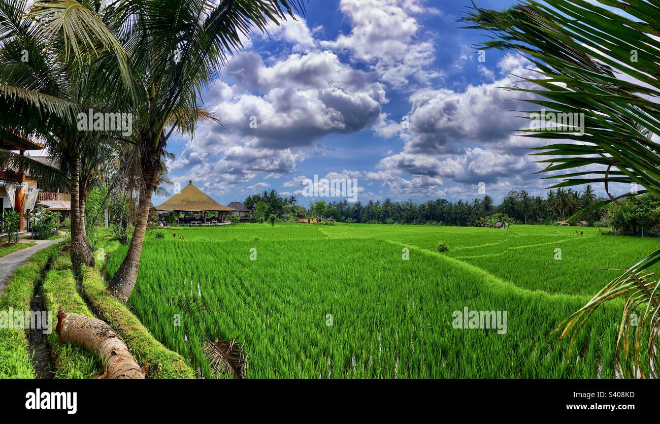 Restaurant among the rice fields in Ubud Bali Stock Photo - Alamy