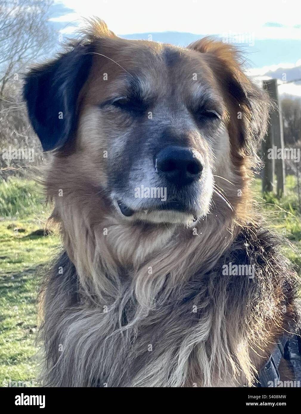 Cute collie cross dog Stock Photo - Alamy