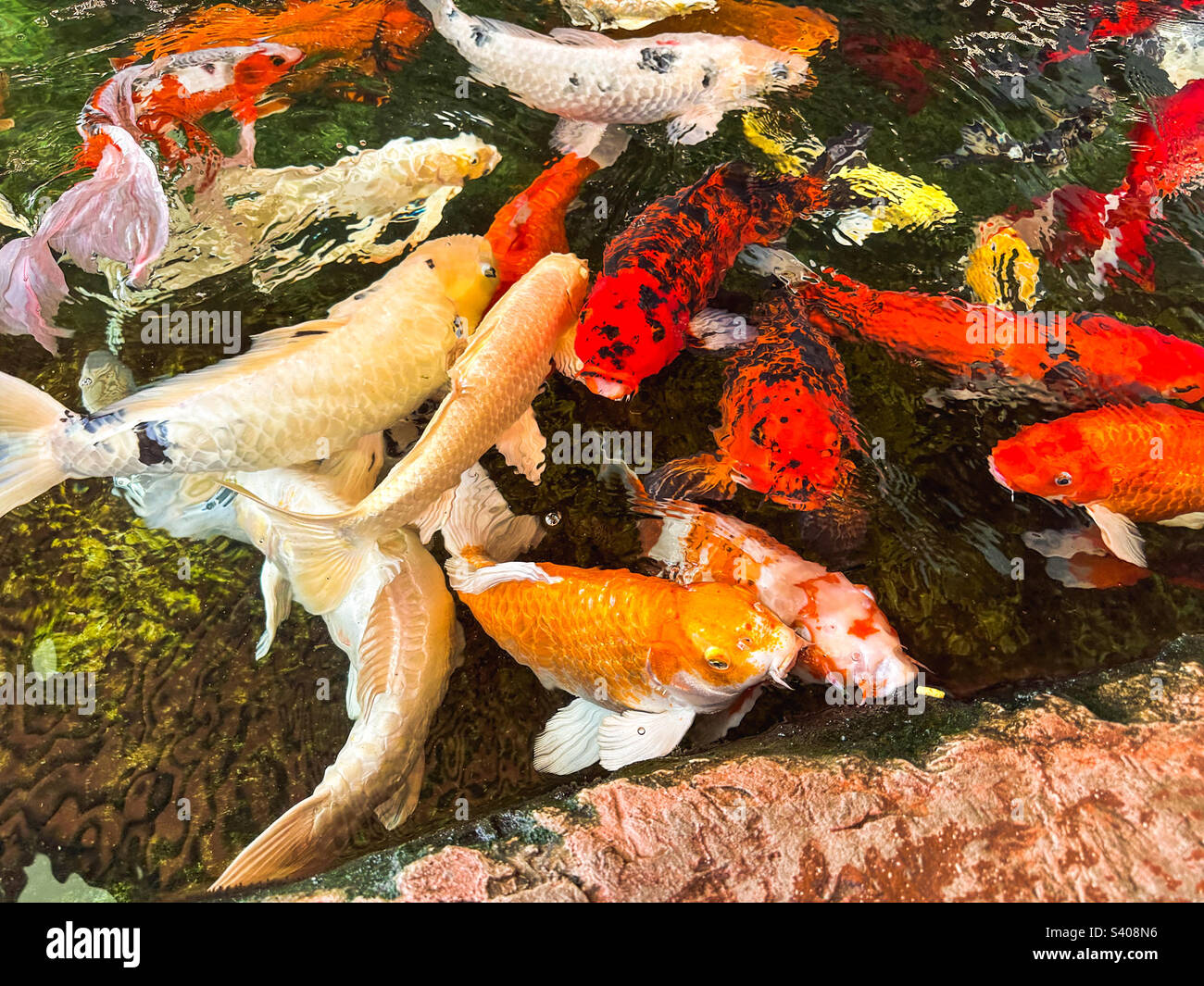 Fish colors hi-res stock photography and images - Alamy