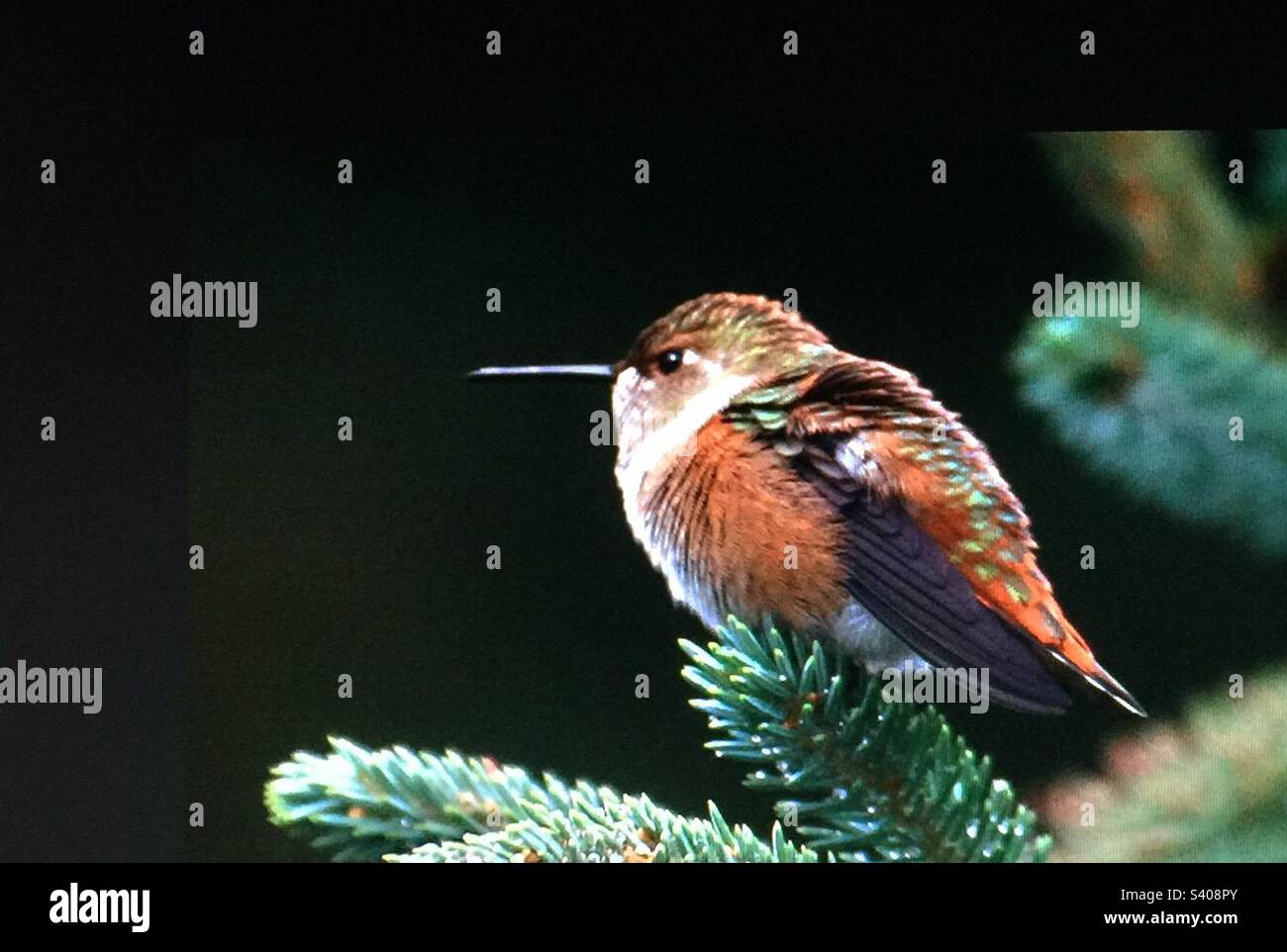 Rufous hummingbird, Birds of North America Stock Photo - Alamy