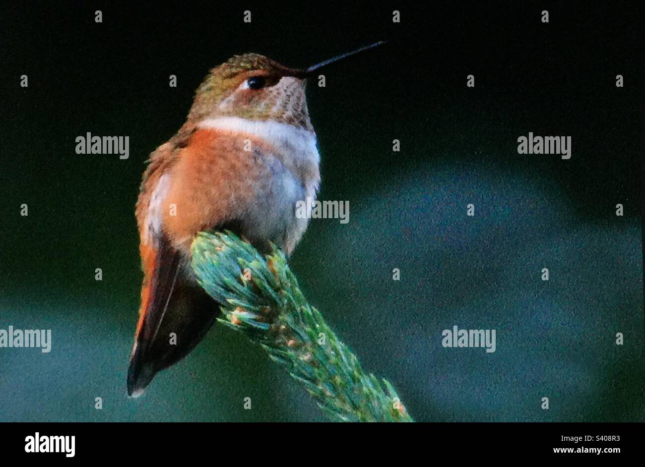 Rufous hummingbird, Birds of North America Stock Photo - Alamy