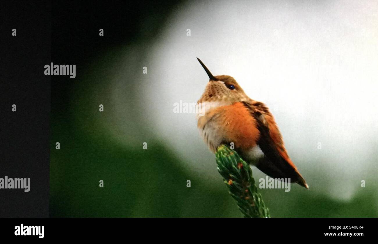 Rufous hummingbird, Birds of North America Stock Photo - Alamy