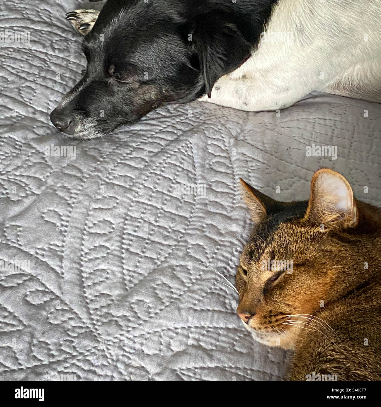 A dog and a cat sleep close to each other. A mobile phone photo with some phone or tablet post ...