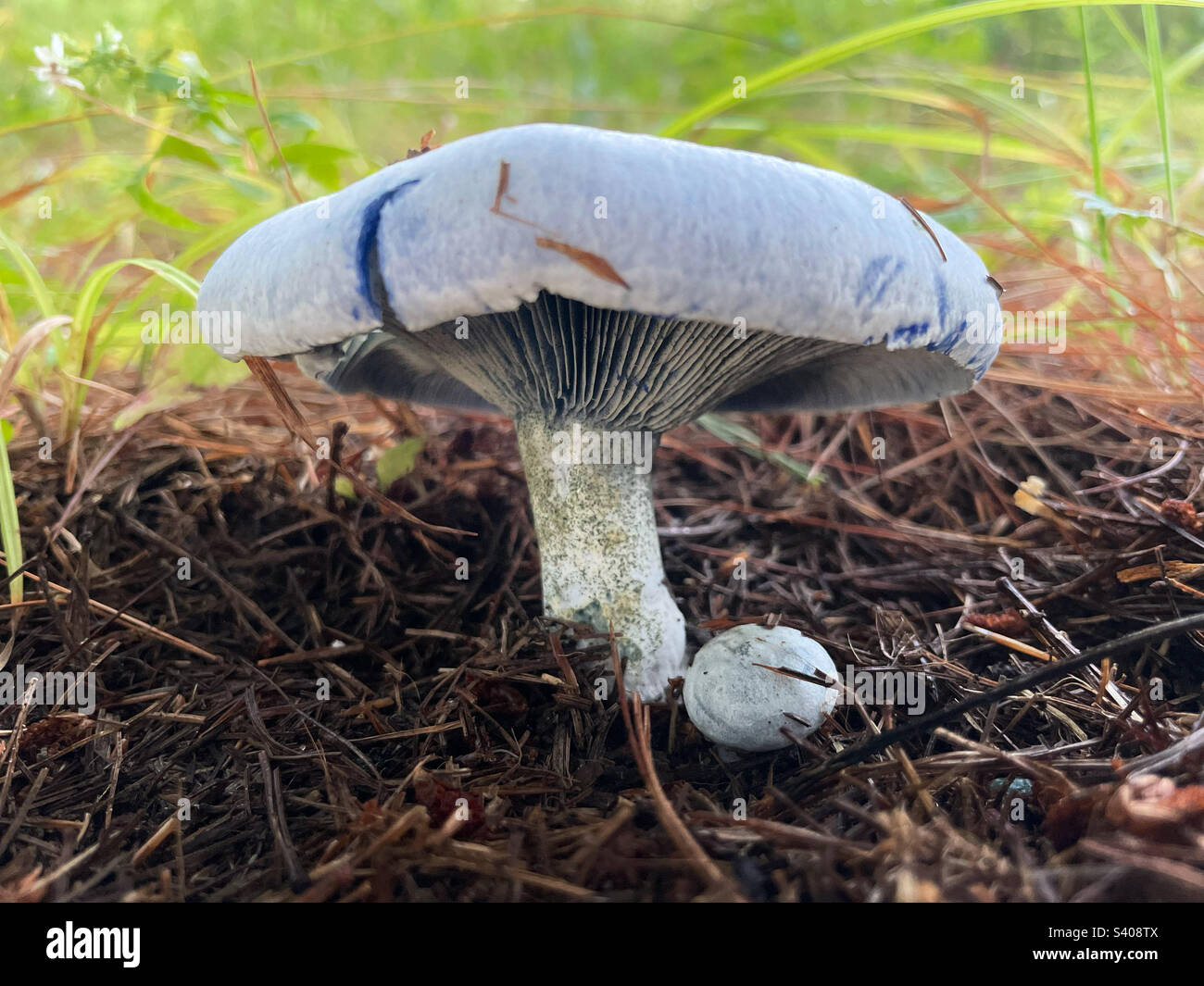 Fungi blue forest hi-res stock photography and images - Alamy