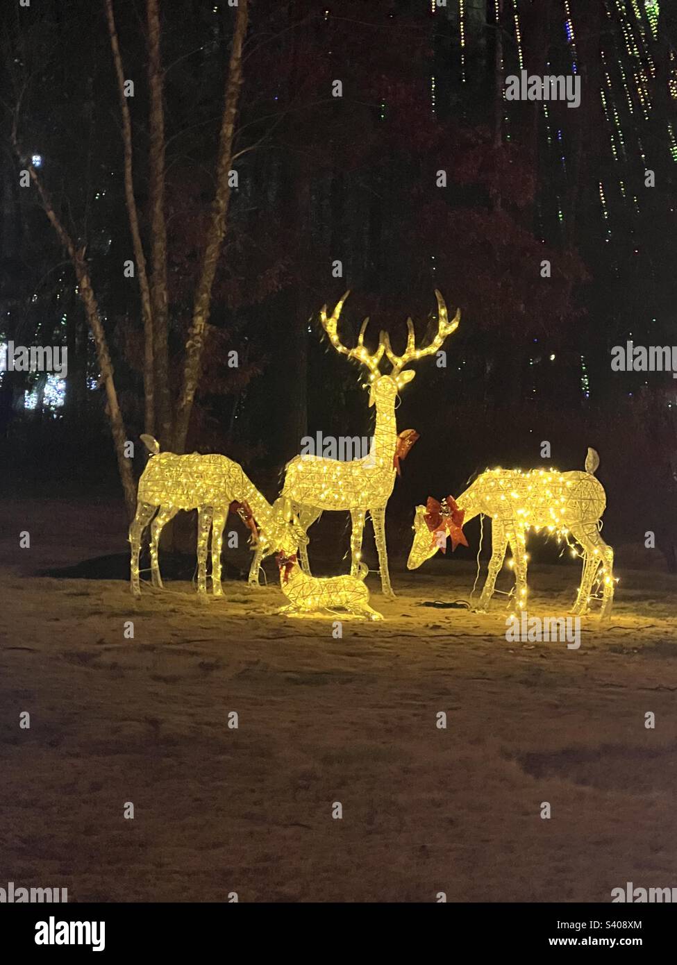 Deer light hi-res stock photography and images - Alamy