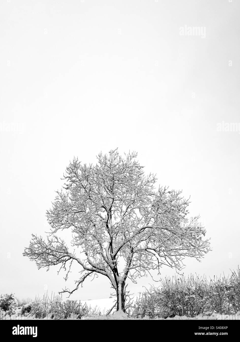 Snowy tree hi-res stock photography and images - Alamy