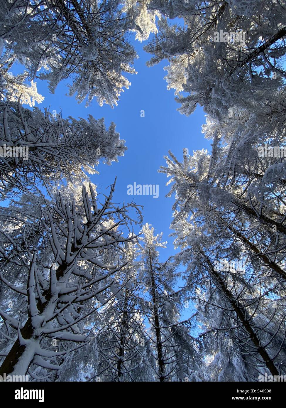 Ring of spruces hi-res stock photography and images - Alamy