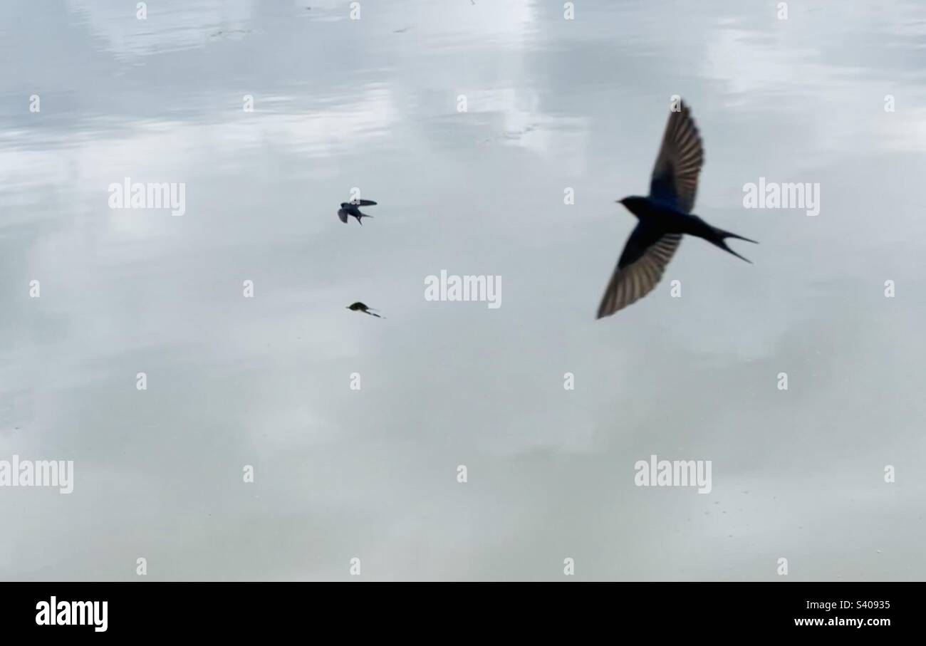 Flight of swallows hi-res stock photography and images - Alamy