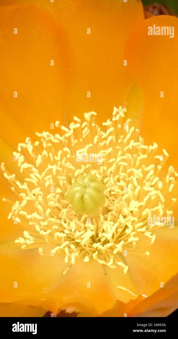 Micro of flower hi-res stock photography and images - Alamy