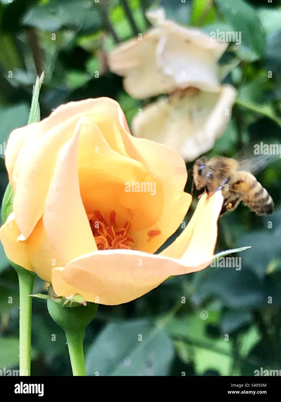 Entering flower hi-res stock photography and images - Alamy